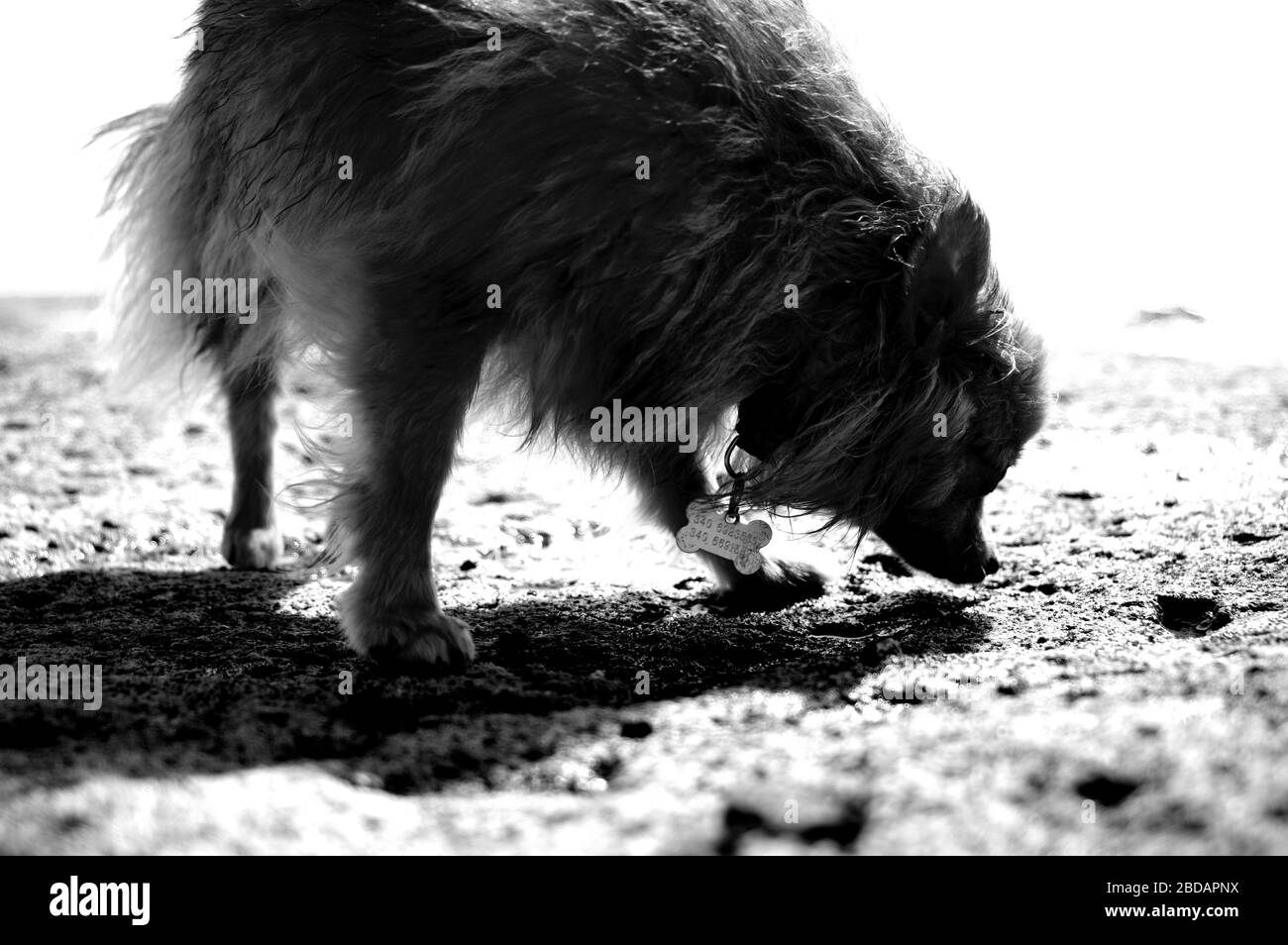 Dog on the beach, Sardinia, Italy Stock Photo - Alamy