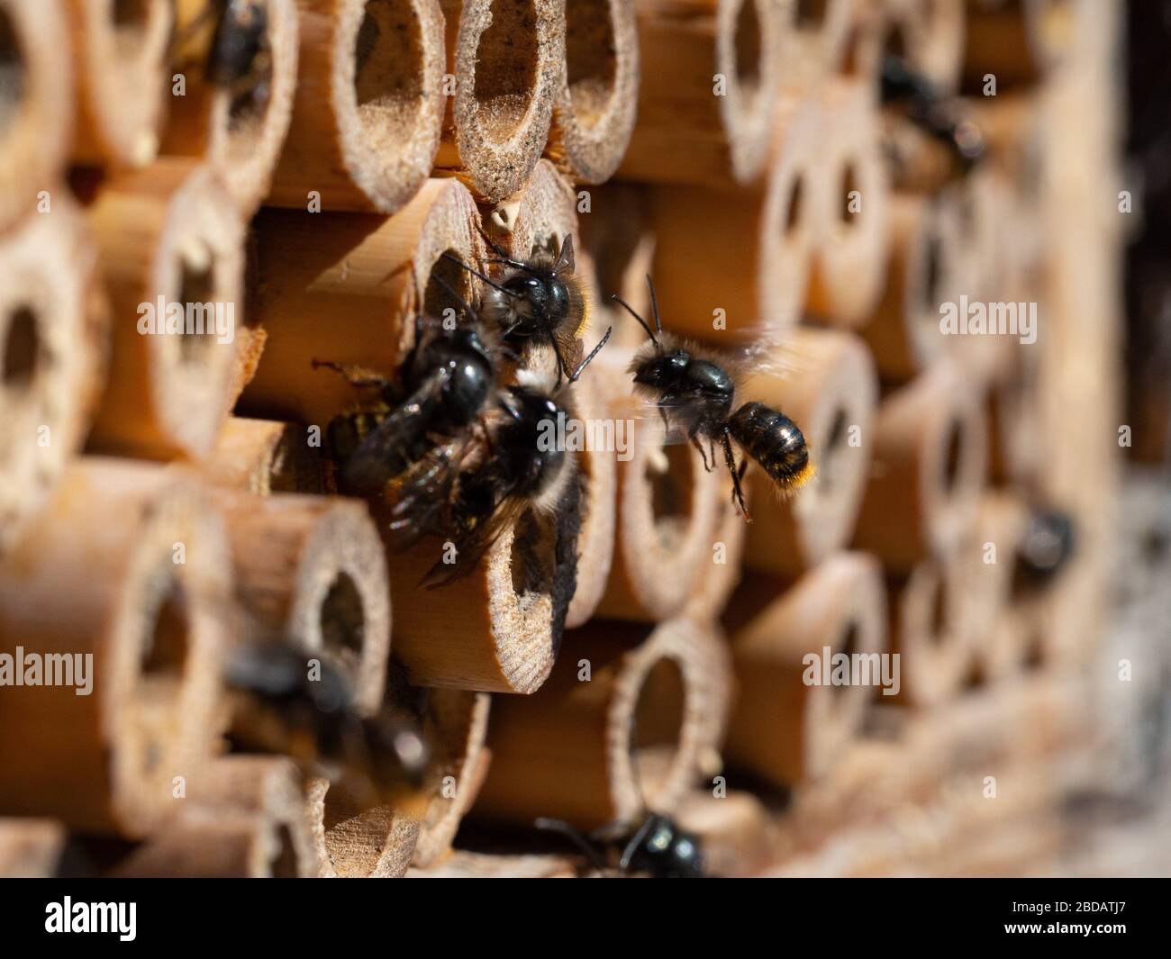 Mason bees at an insect hotel in spring Stock Photo - Alamy