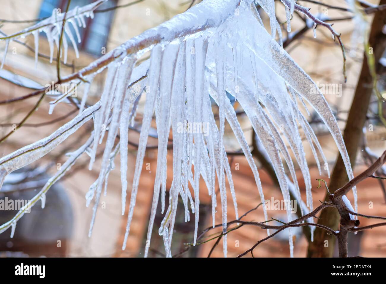 Tree branch with icicles after freezing rain Stock Photo - Alamy
