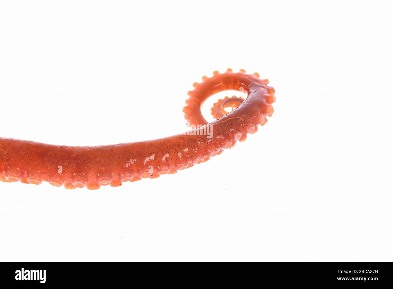 Raw squid tentacles on Cut Out Stock Images & Pictures - Alamy