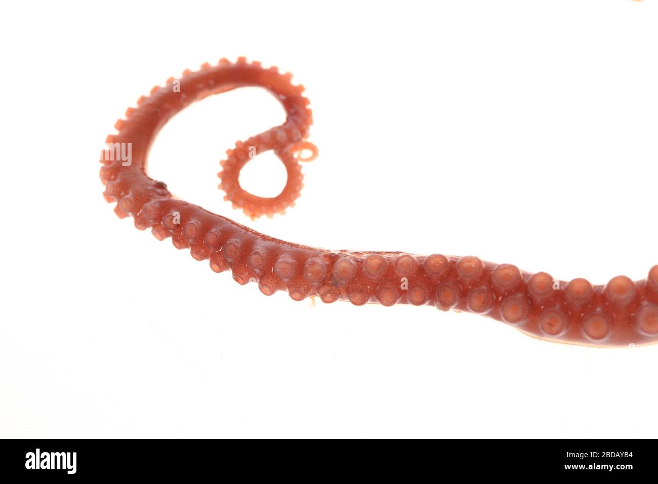 Raw squid tentacles on Cut Out Stock Images & Pictures - Alamy