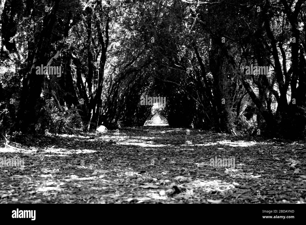 Tree branch silhouette, Sardinia, Italy Stock Photo - Alamy