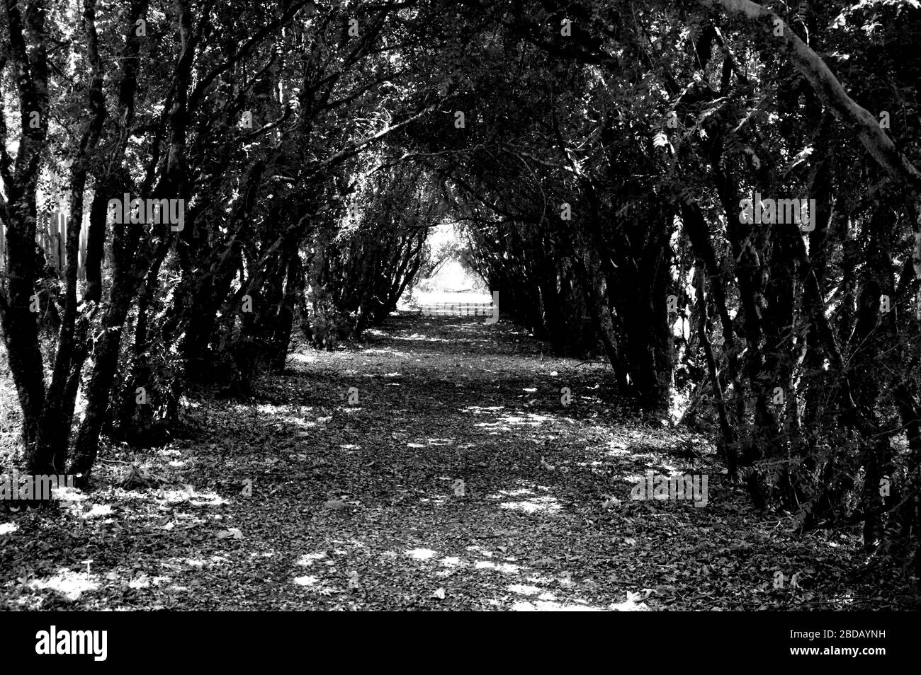 Tree branch silhouette, Sardinia, Italy Stock Photo - Alamy