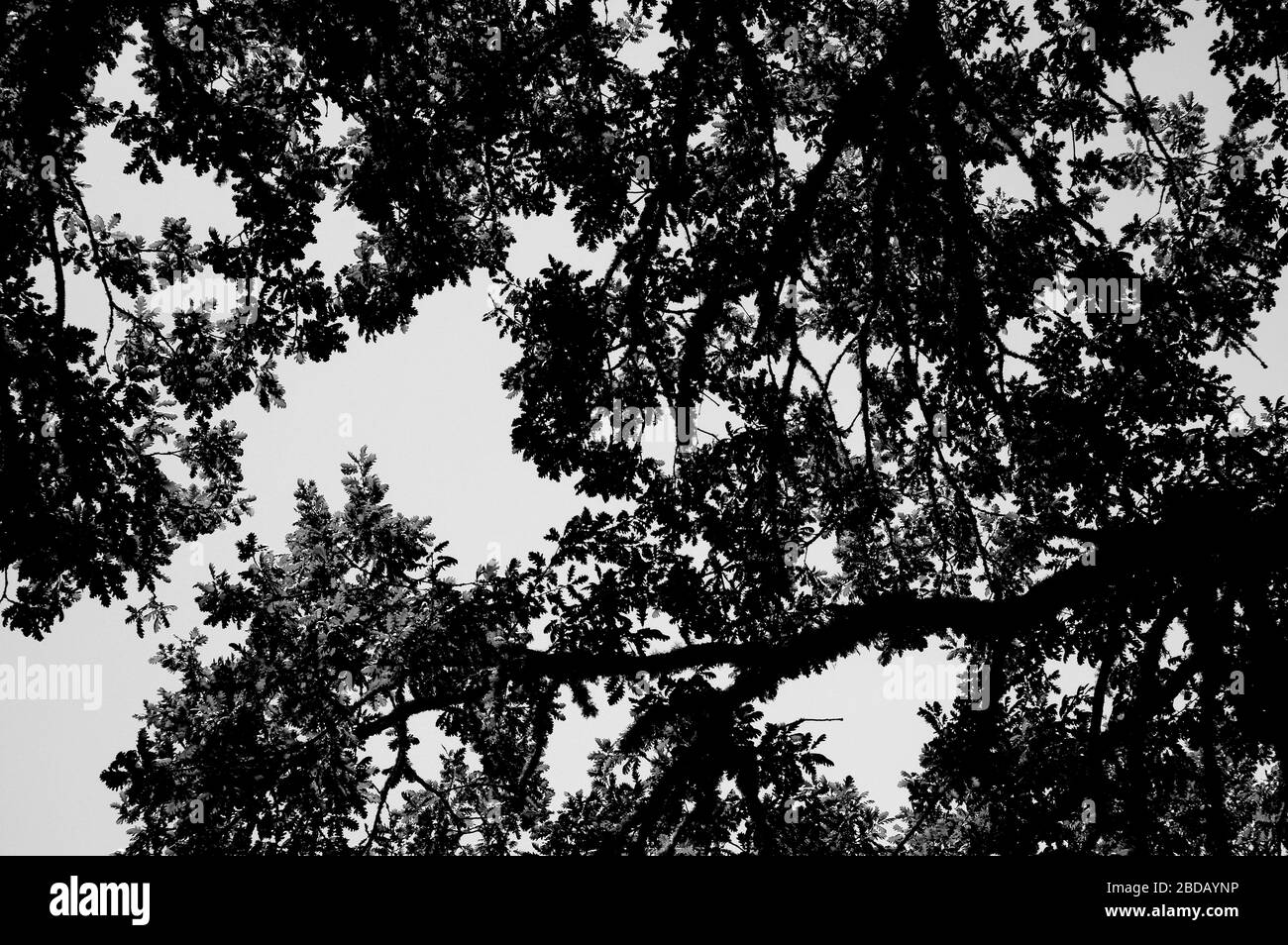 Tree branch silhouette, Sardinia, Italy Stock Photo - Alamy