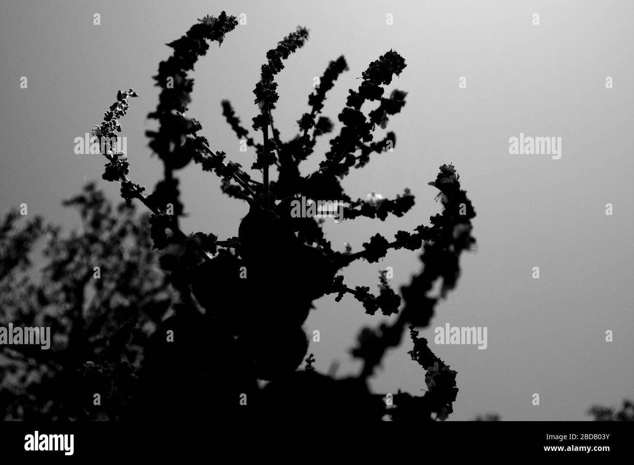 Tree branch silhouette, Sardinia, Italy Stock Photo - Alamy