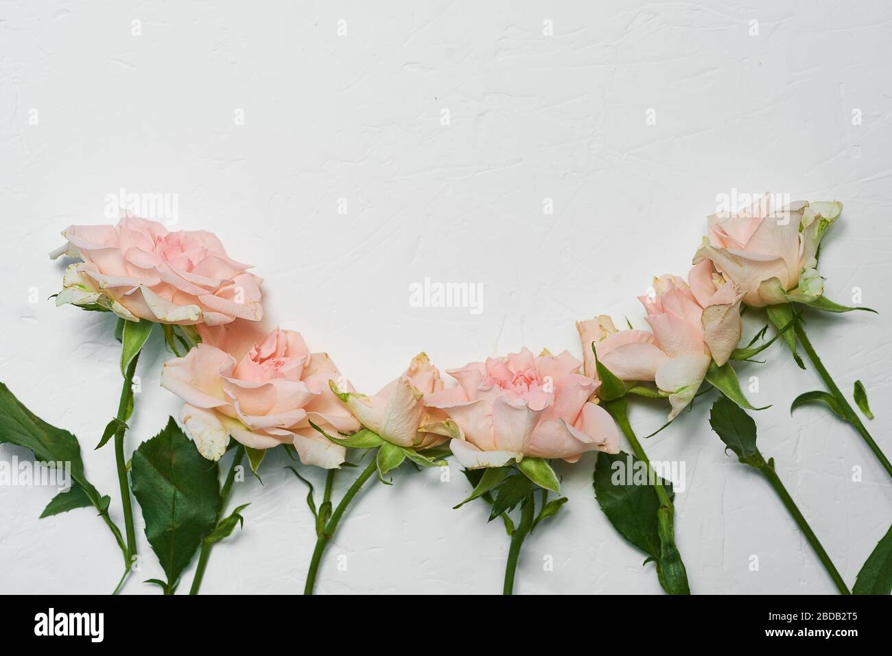Floral pattern of delicate pink roses. isolated on white background ...