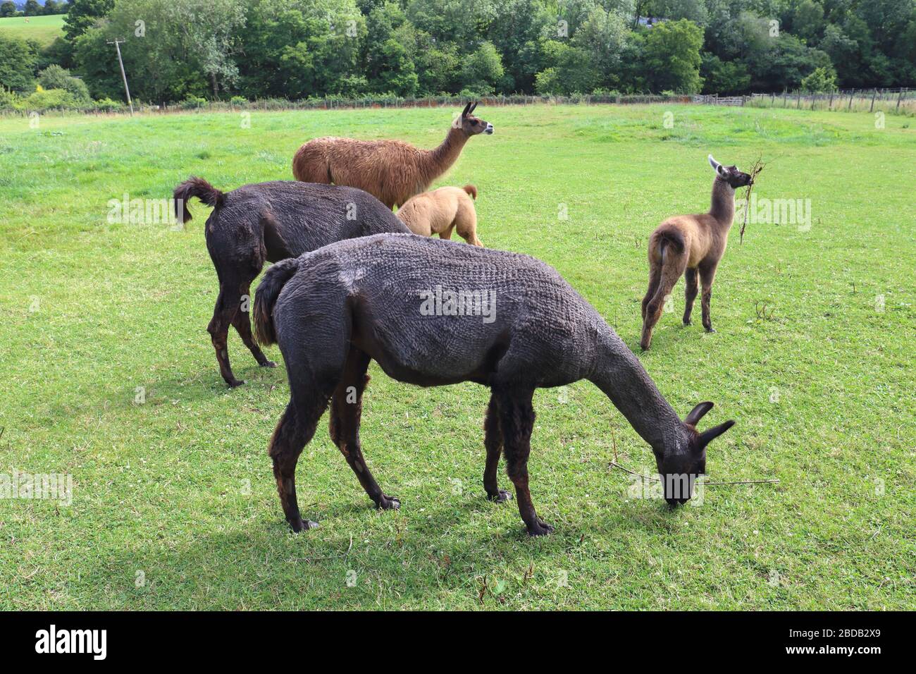 Llama herd hi-res stock photography and images - Alamy