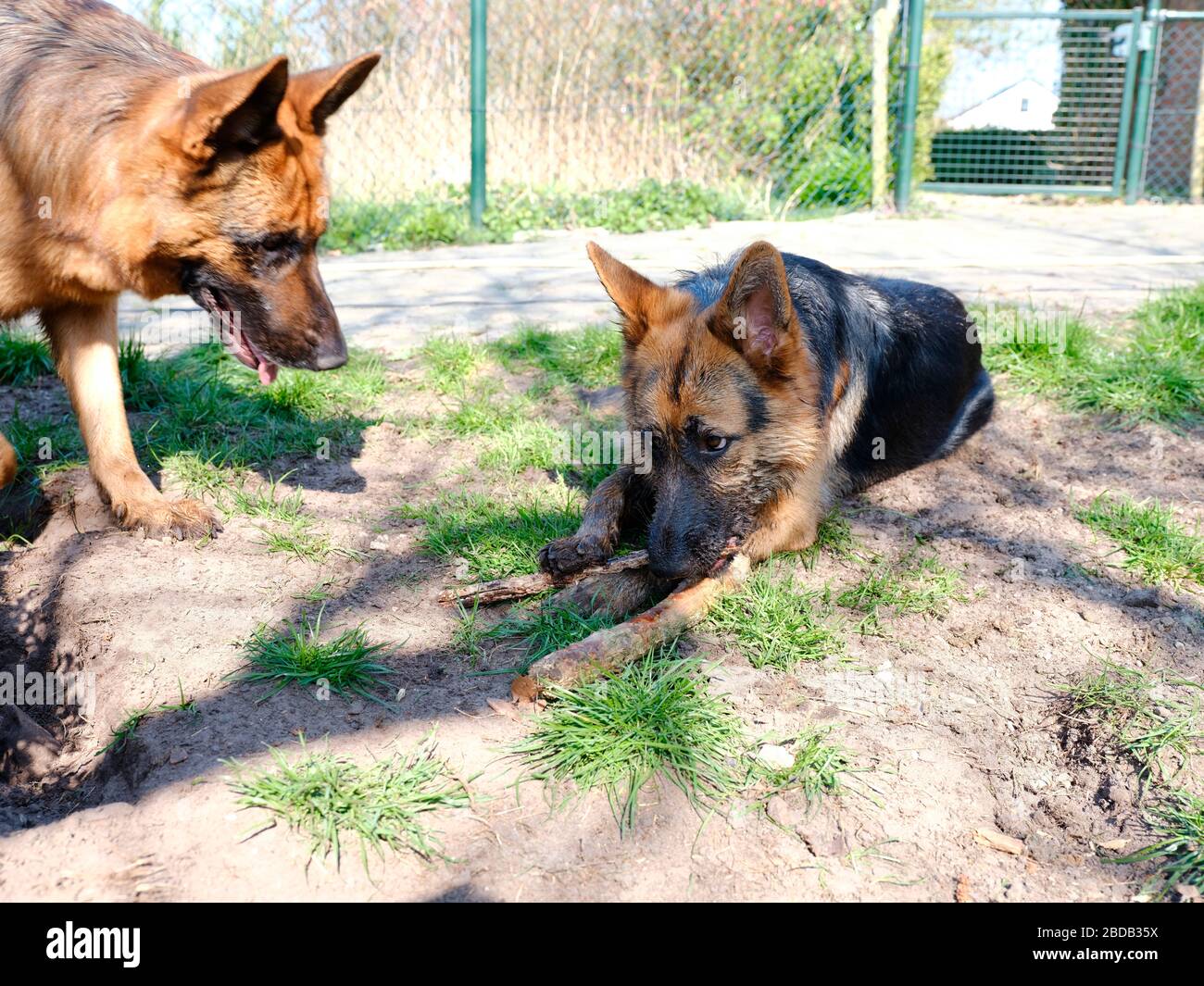 Are Two German Shepherds Better Than One