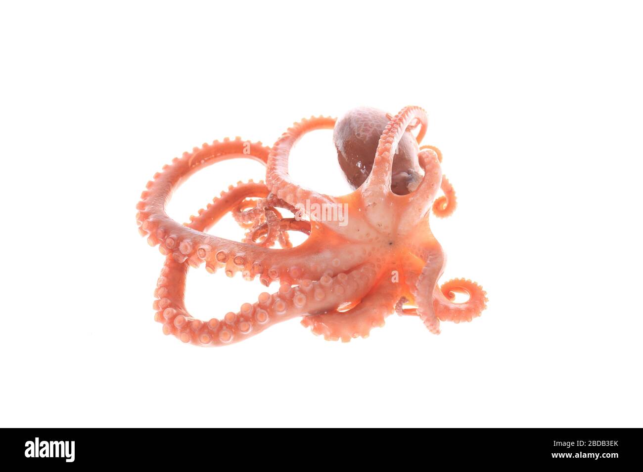 Octopus on a white background Stock Photo - Alamy