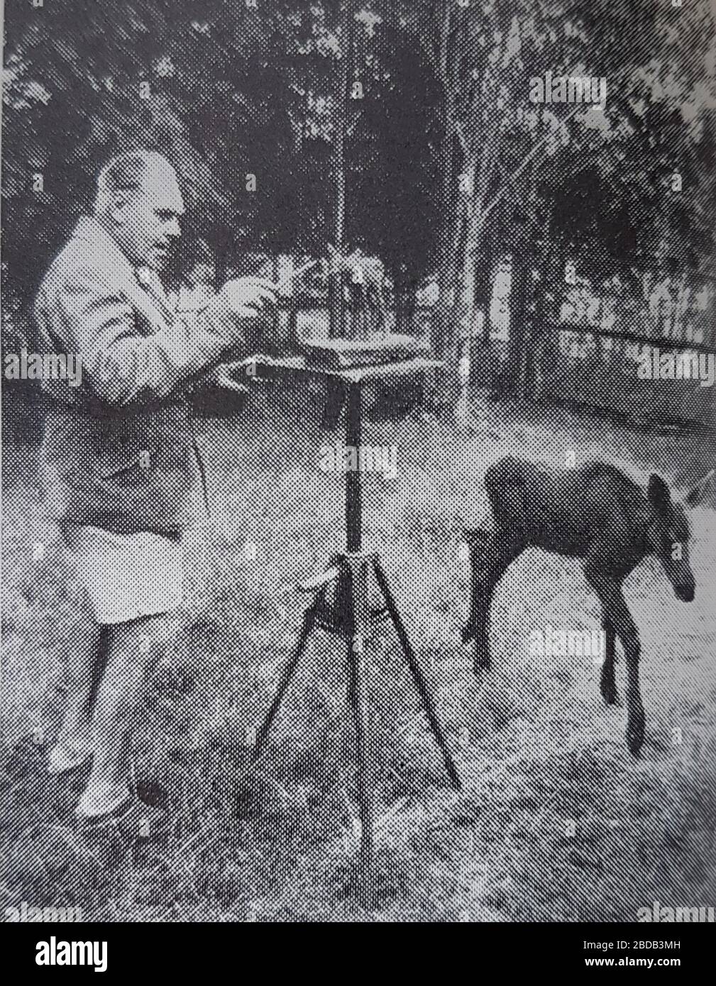 Knoppel hi-res stock photography and images - Alamy