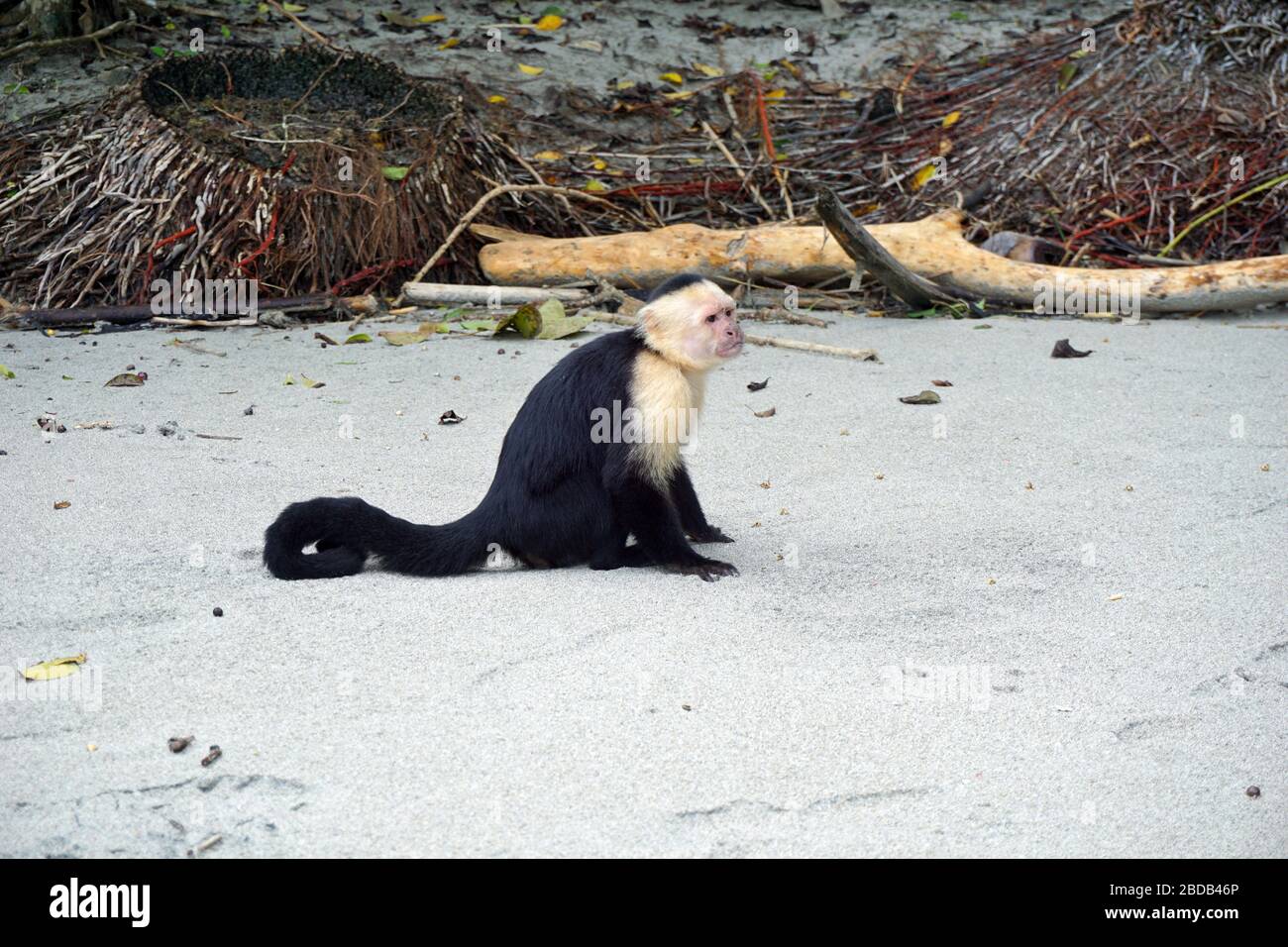 Cute capuchin monkey hi-res stock photography and images - Alamy