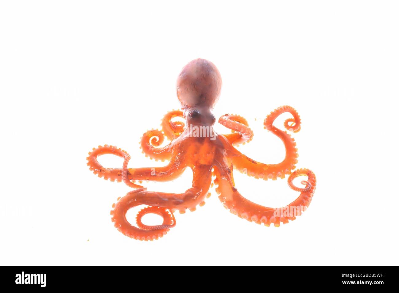 Octopus on a white background Stock Photo - Alamy