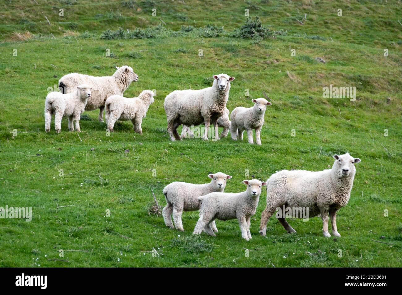 Hillside field sheep hi-res stock photography and images - Alamy