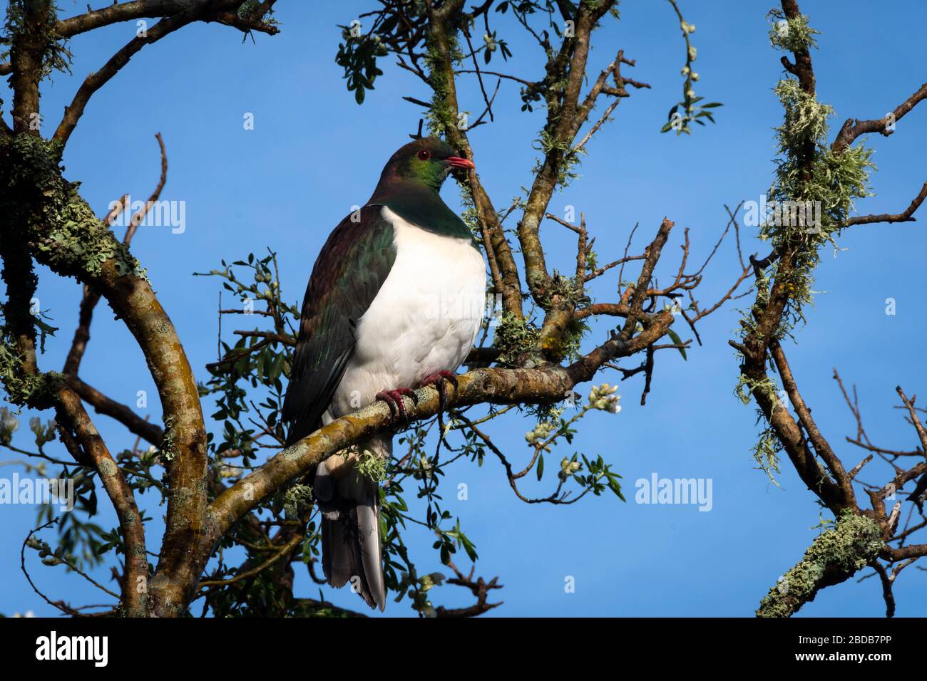 New Zealand pigeon (or kereru), Wellington, New Zealand Stock Photo - Alamy