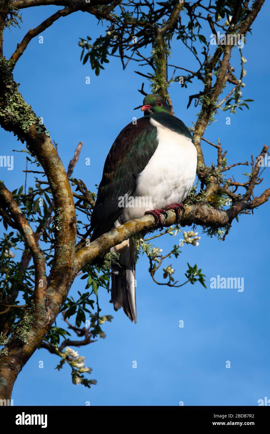 New Zealand pigeon (or kereru), Wellington, New Zealand Stock Photo - Alamy