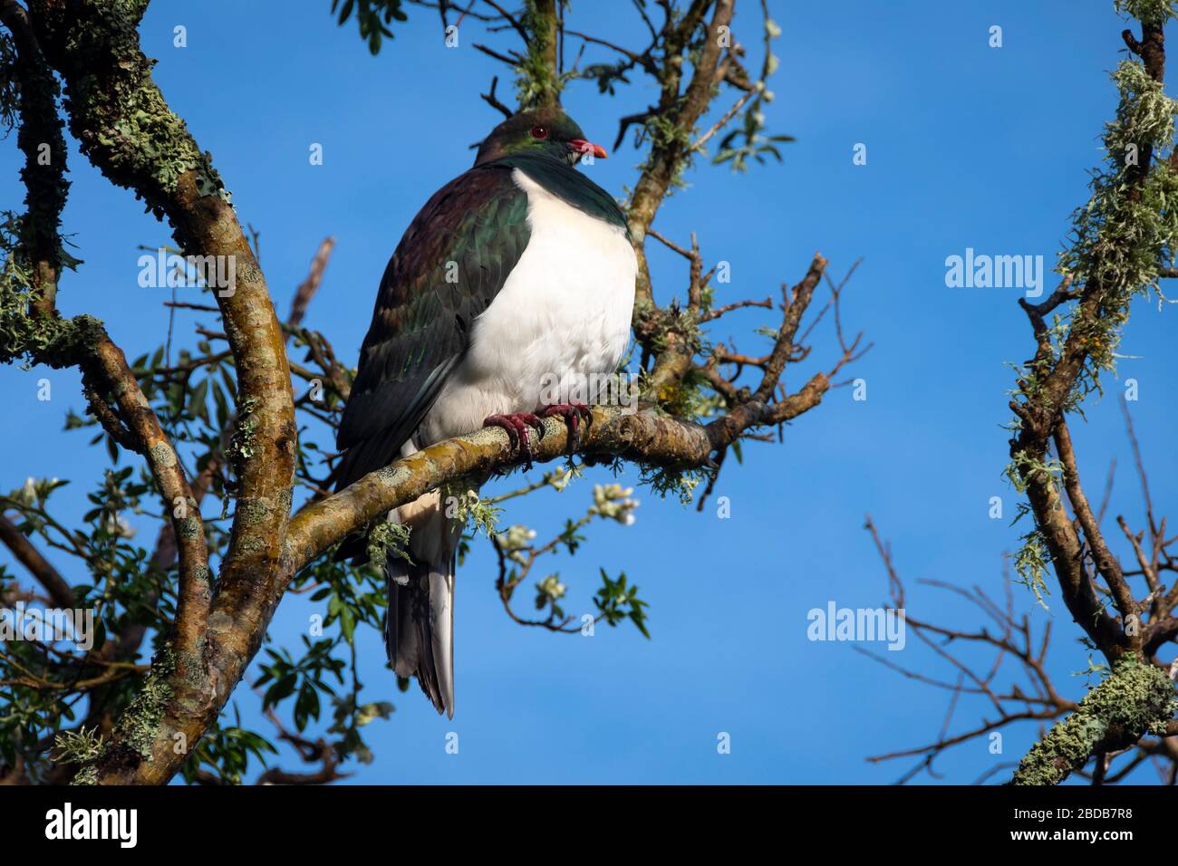 New Zealand pigeon (or kereru), Wellington, New Zealand Stock Photo - Alamy