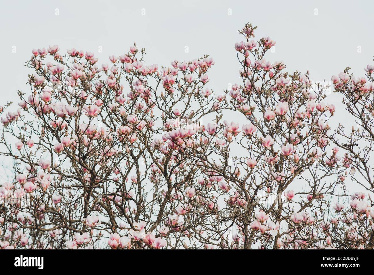 Top of a magnolia tree in bloom Stock Photo - Alamy