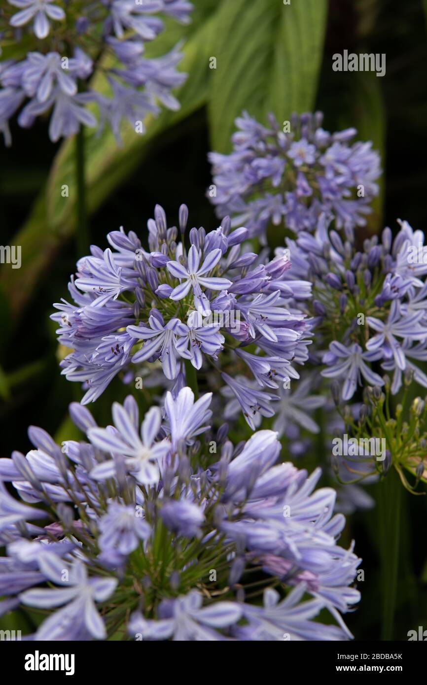 Agapanthus varieties hi-res stock photography and images - Alamy
