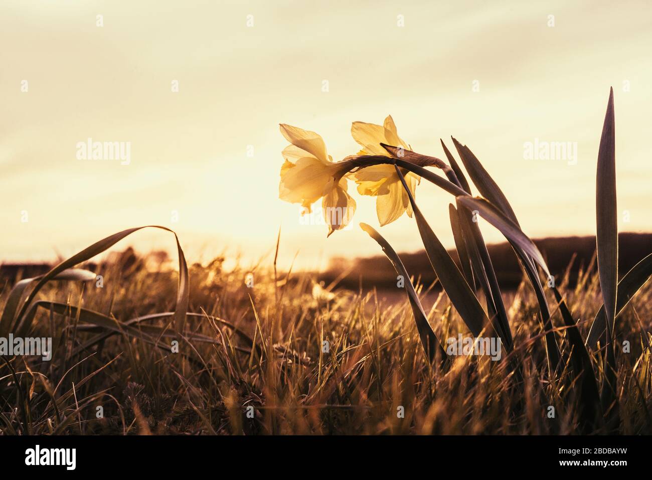 Fields yellow daffodils in hi-res stock photography and images - Alamy