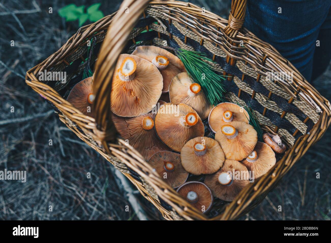 Saffron milk cap hi-res stock photography and images - Alamy