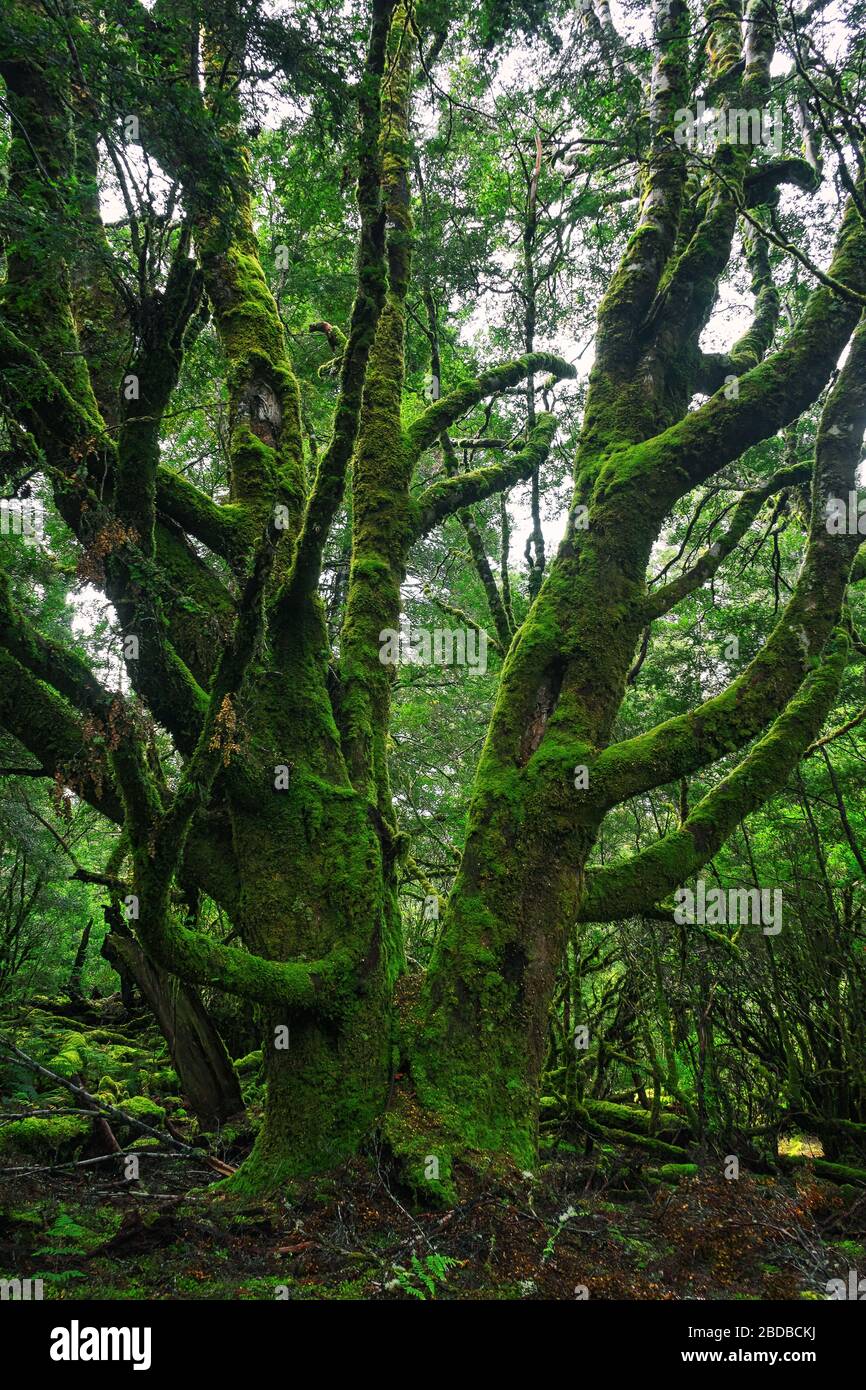 ancient tree in rainforest Stock Photo - Alamy