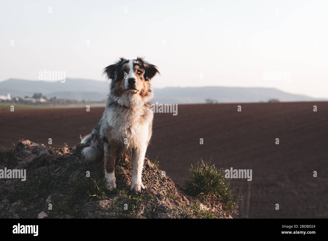 Beautiful young Australian Shepherd going for a walk alone waiting ...