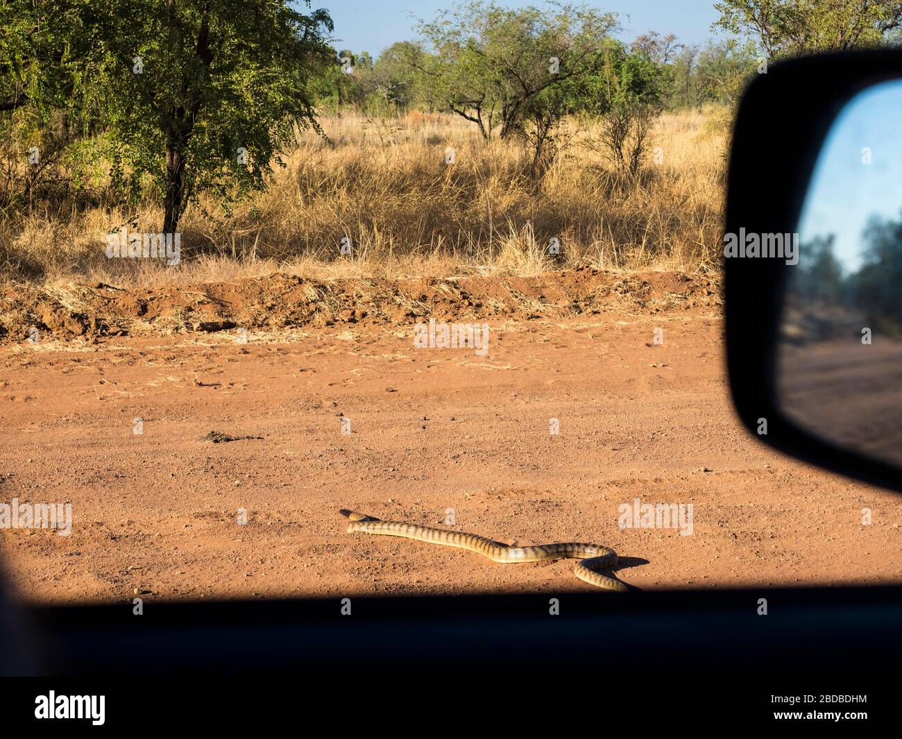 Black-headed python crossing Fairfield-Leopold Downs Rd, The Kimberley ...