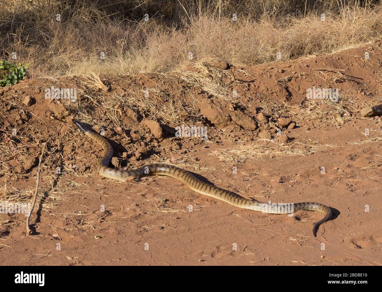 Black-headed python crossing Fairfield-Leopold Downs Rd, The Kimberley ...