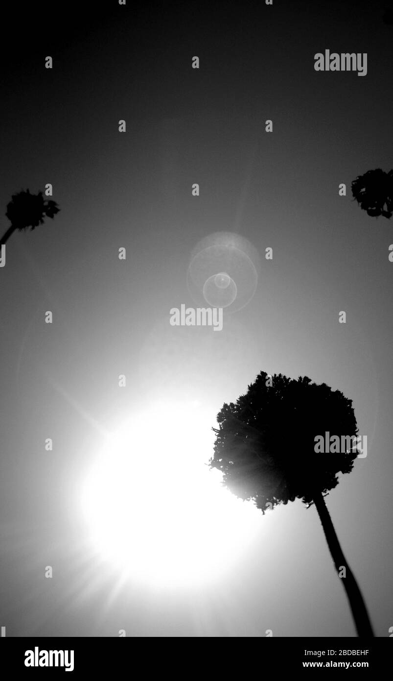 Tree branch silhouette, Sardinia, Italy Stock Photo - Alamy