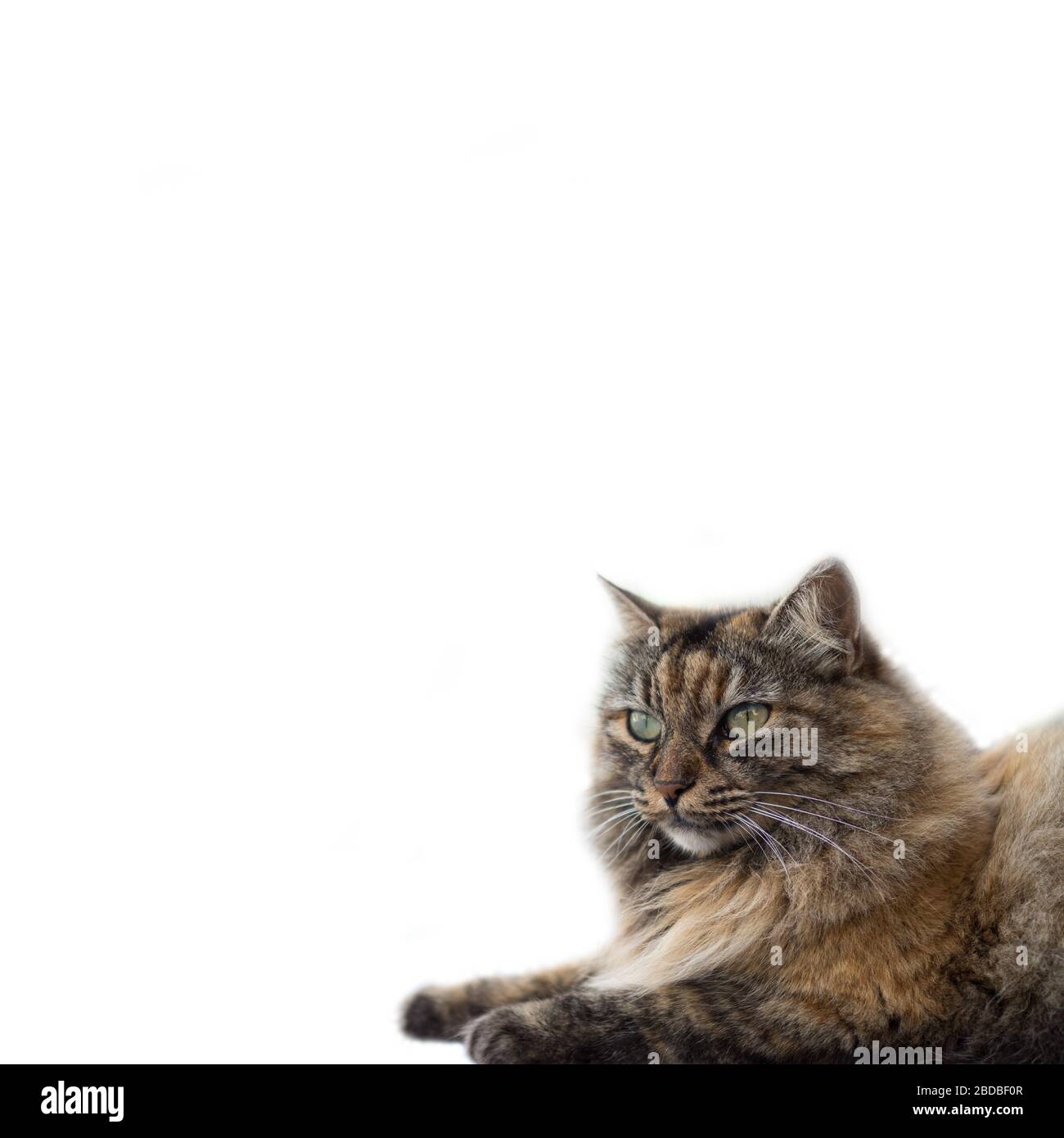 An isolated cat on plain white background Stock Photo - Alamy
