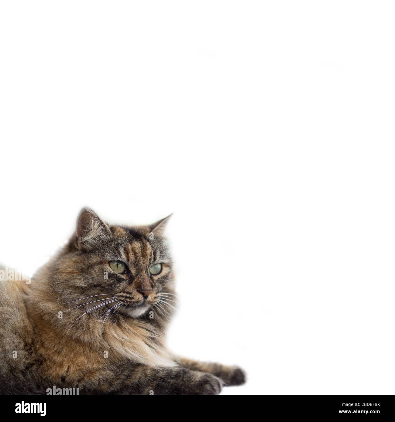 An isolated cat on plain white background Stock Photo - Alamy