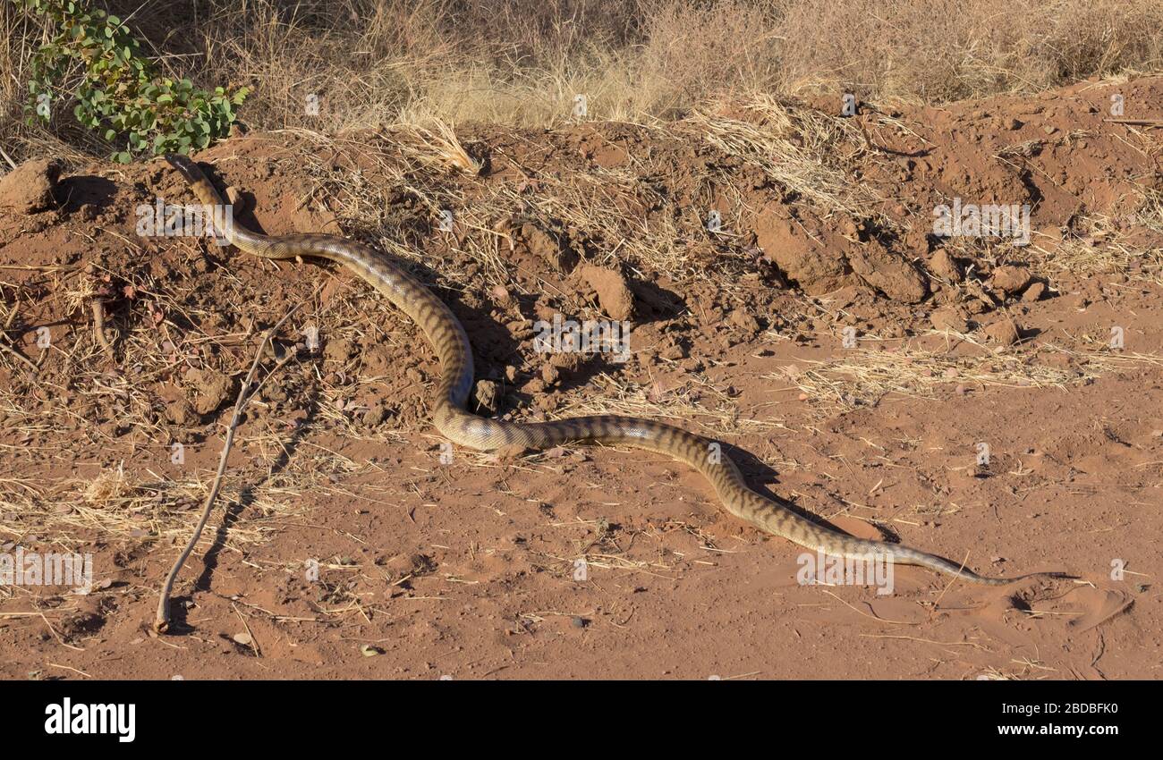 Black-headed python crossing Fairfield-Leopold Downs Rd, The Kimberley ...