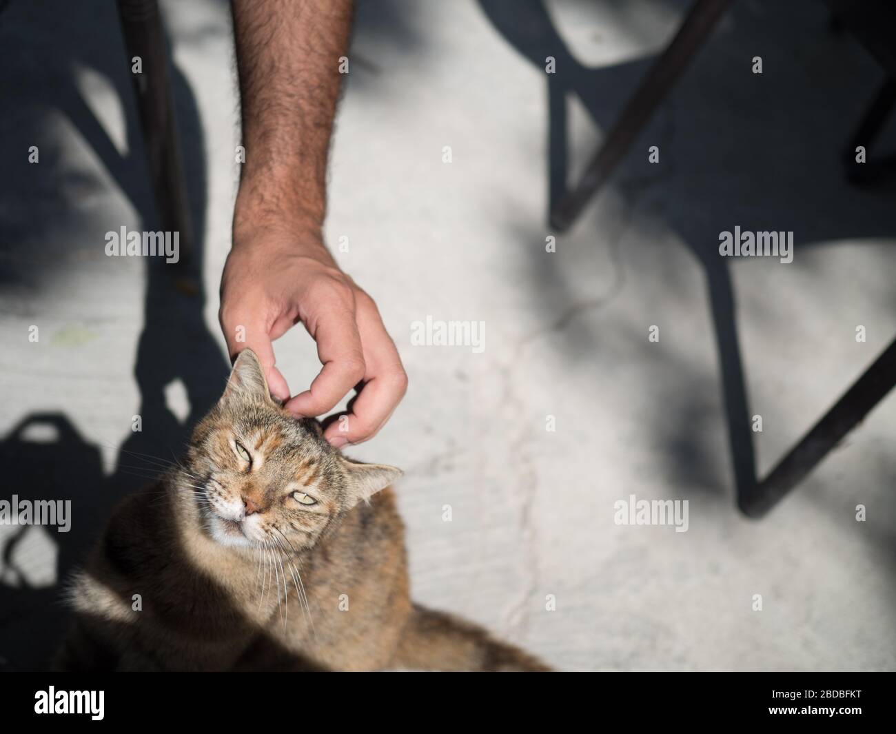A happy cat purring and cuddling in sunlight Stock Photo - Alamy