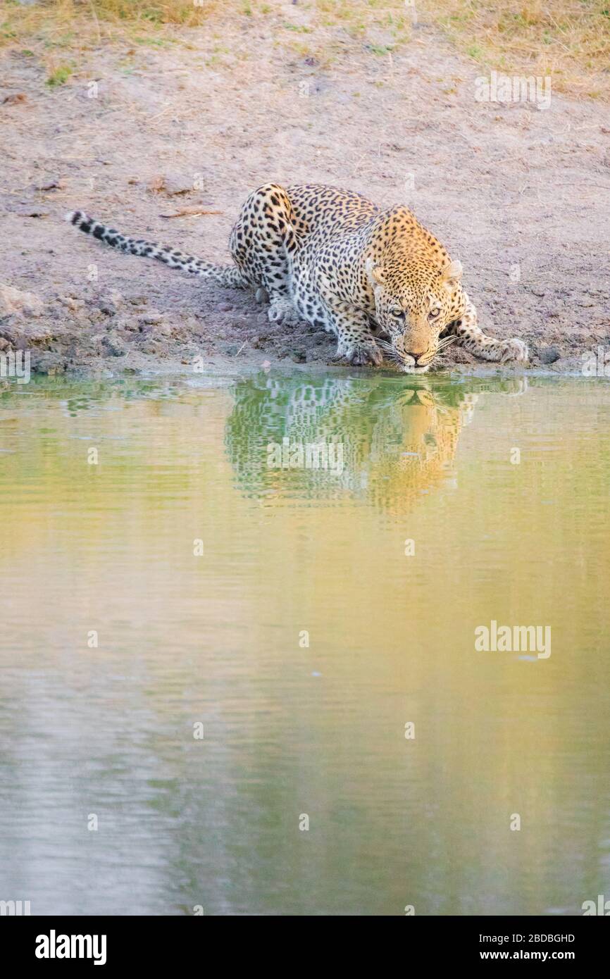 Leopard Leopards drinking kruger south africa Stock Photo - Alamy