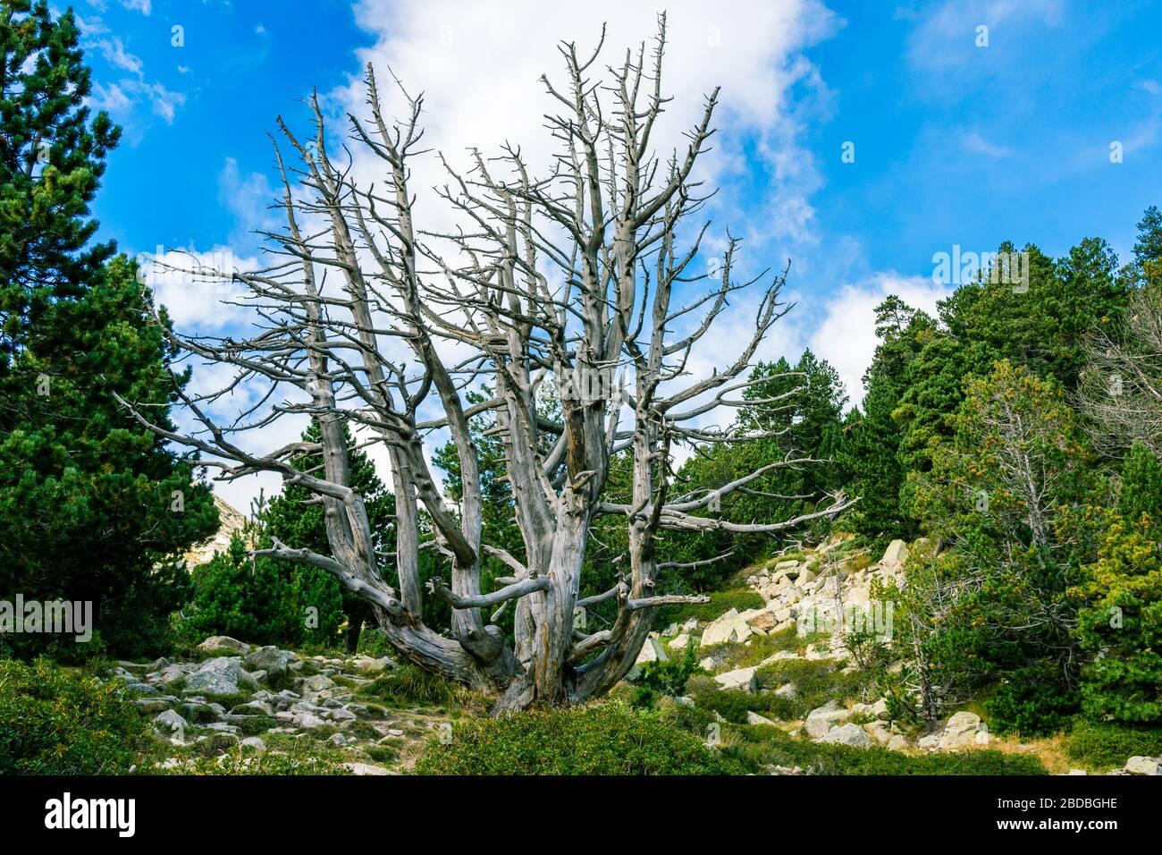 Survivor trees hi-res stock photography and images - Alamy