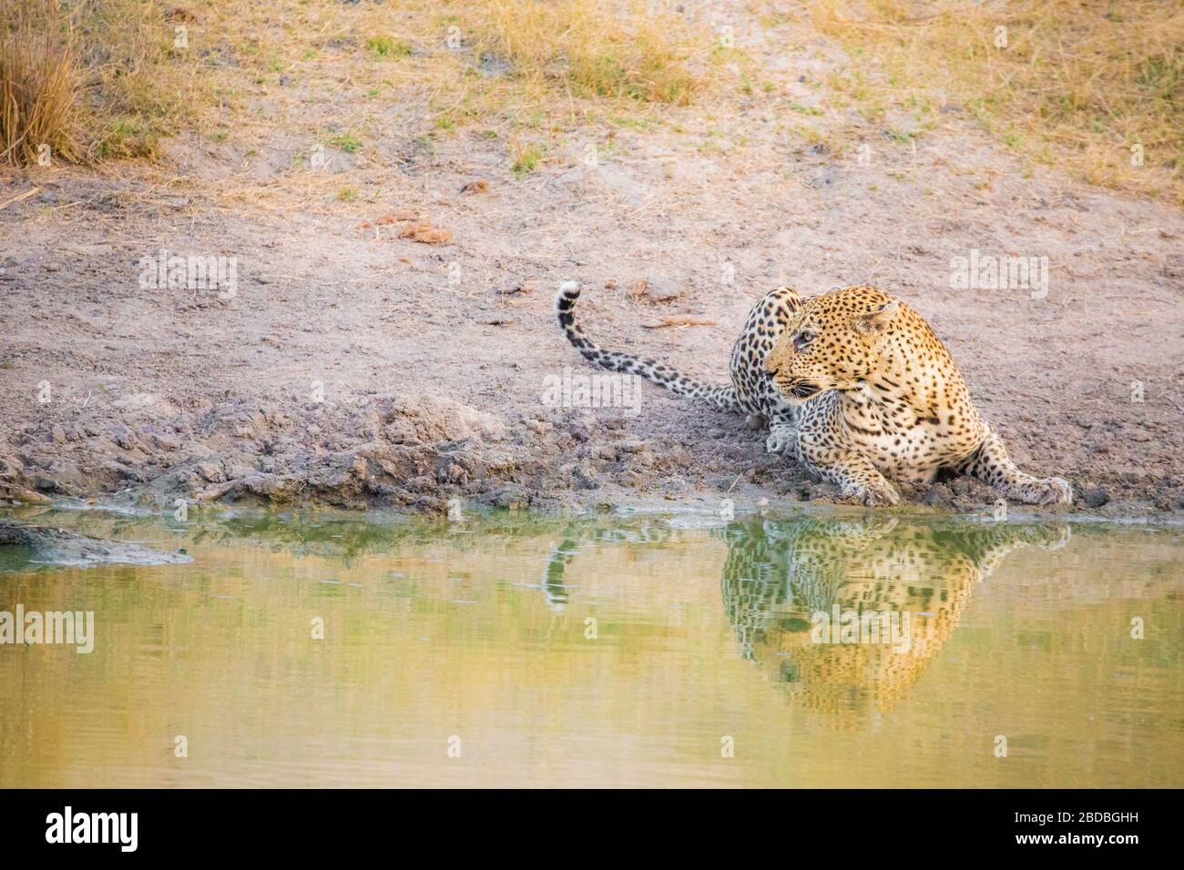 Drinking leopard hi-res stock photography and images - Alamy