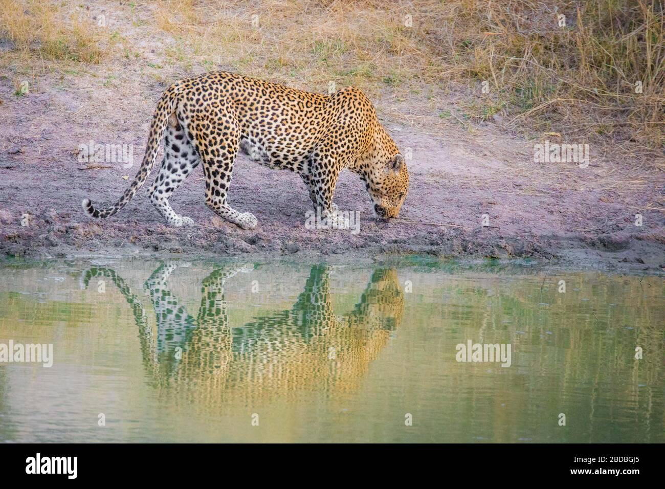 Leopard Leopards drinking kruger south africa Stock Photo - Alamy