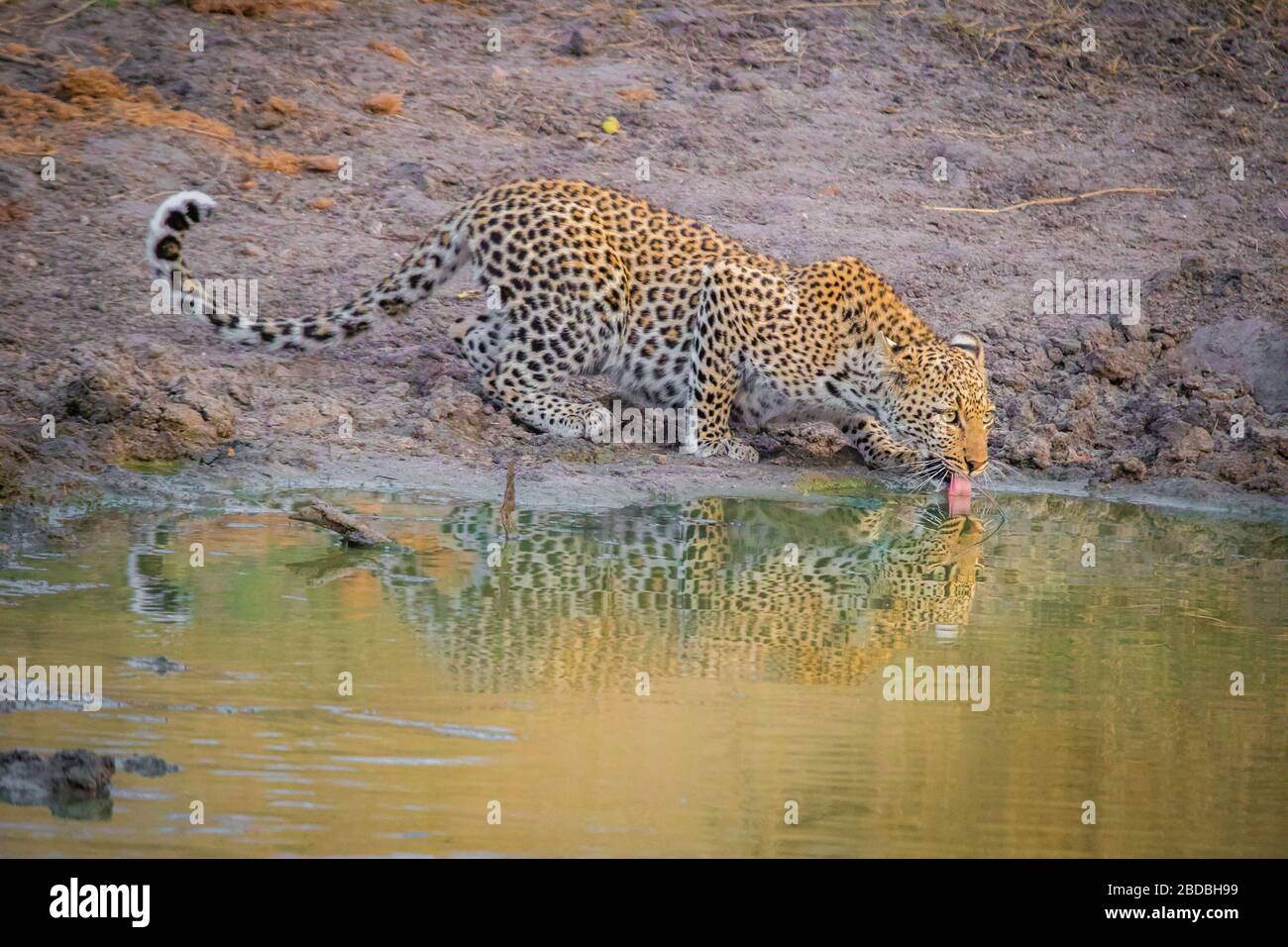 Kruger national park safari leopards hi-res stock photography and images - Alamy
