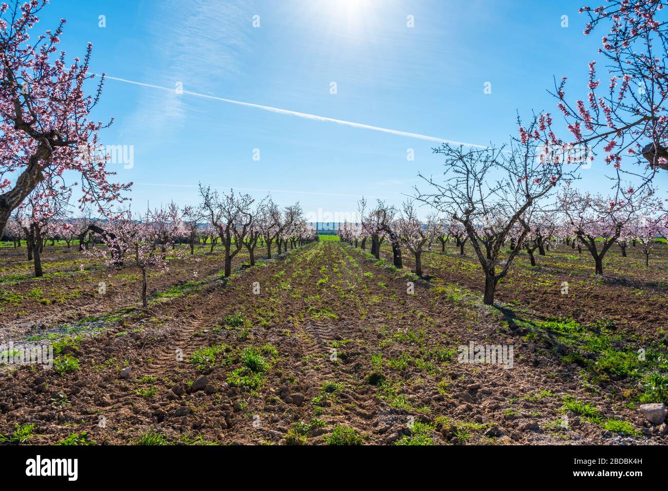 Almond tree farming in spain hi-res stock photography and images - Alamy