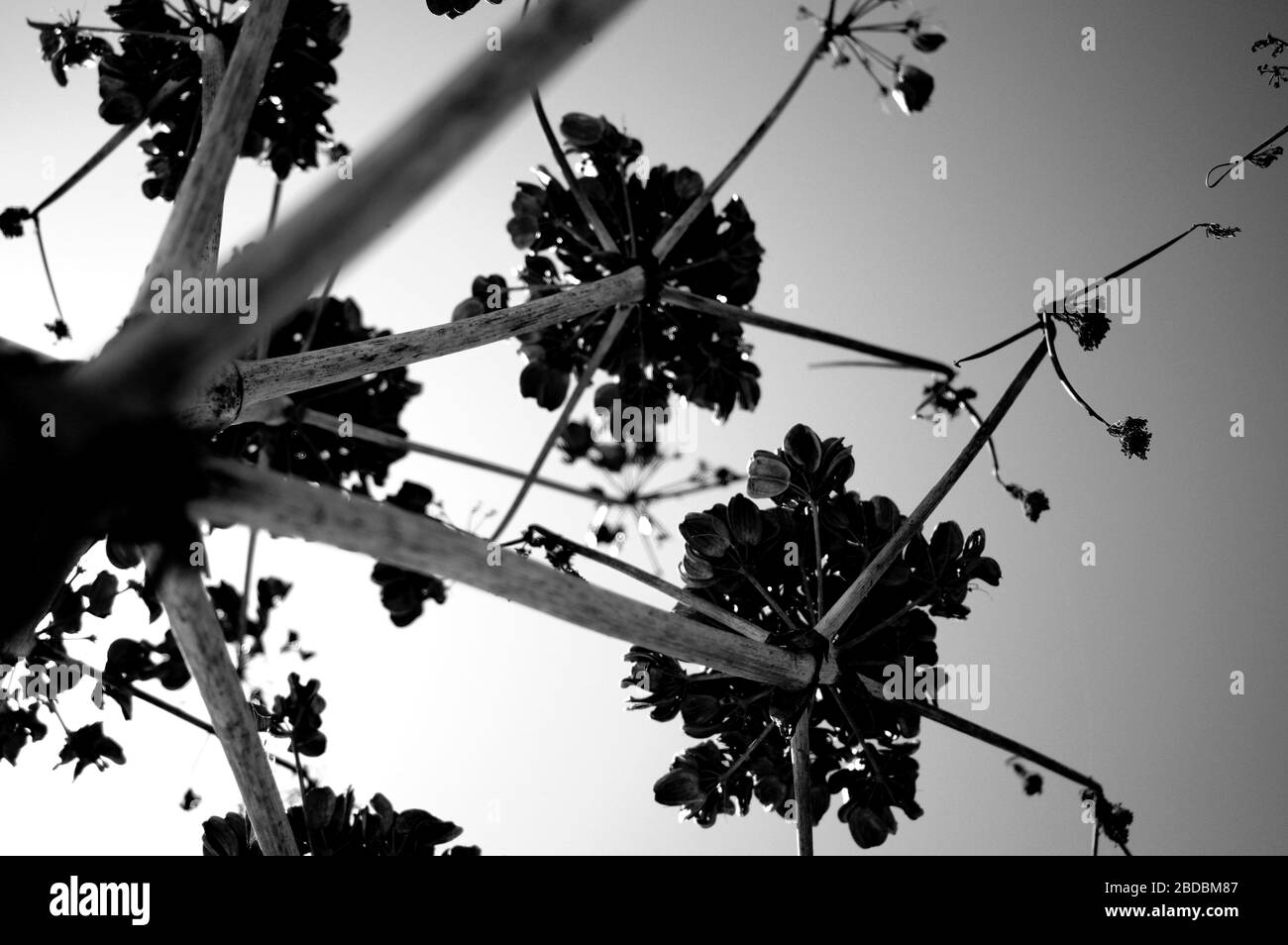 Tree branch silhouette, Sardinia, Italy Stock Photo - Alamy
