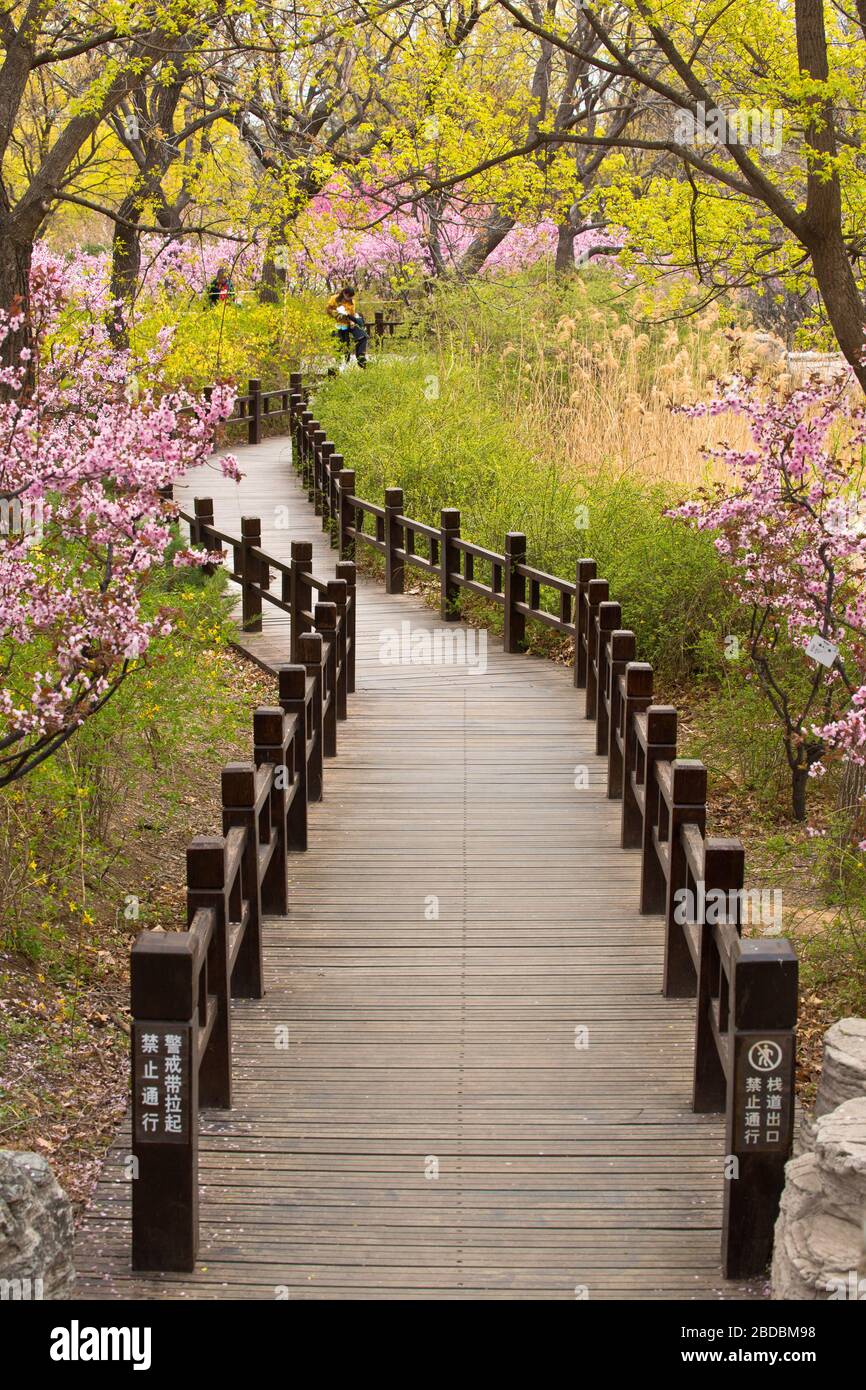 Beijing botanical gardens hi-res stock photography and images - Alamy