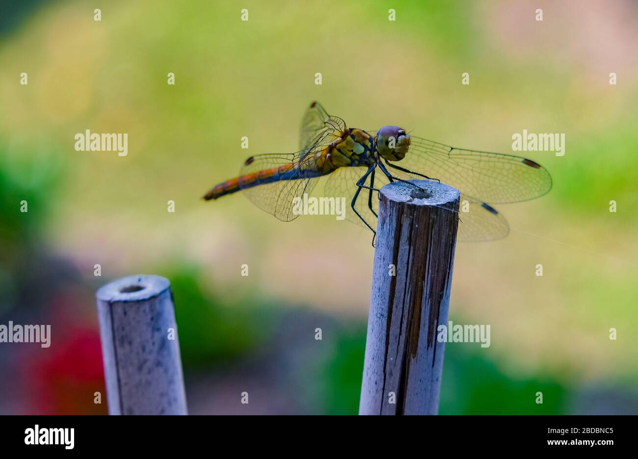 Dragonfly lovers hi-res stock photography and images - Alamy