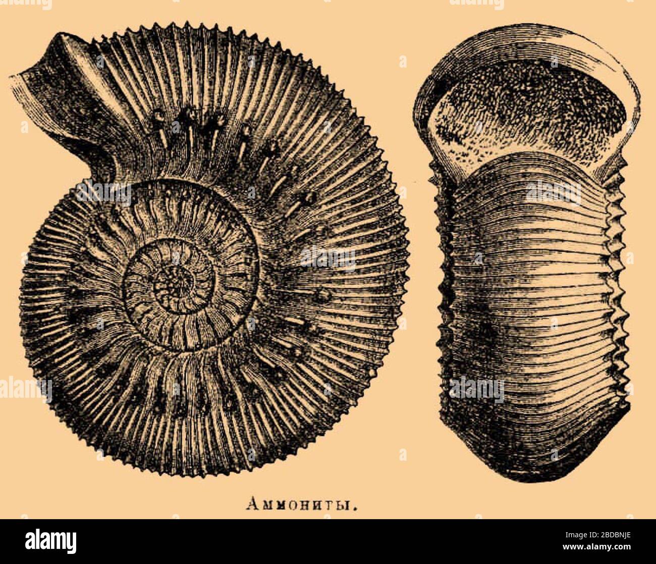 Humphryi hi-res stock photography and images - Alamy
