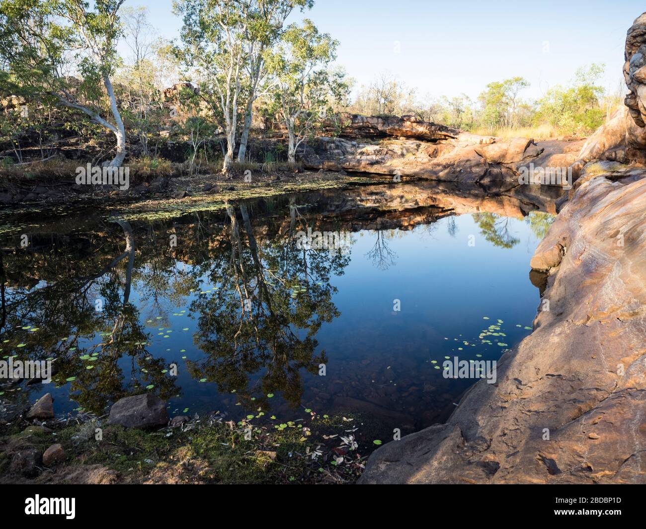 Paperbark trees western australia hi-res stock photography and images ...