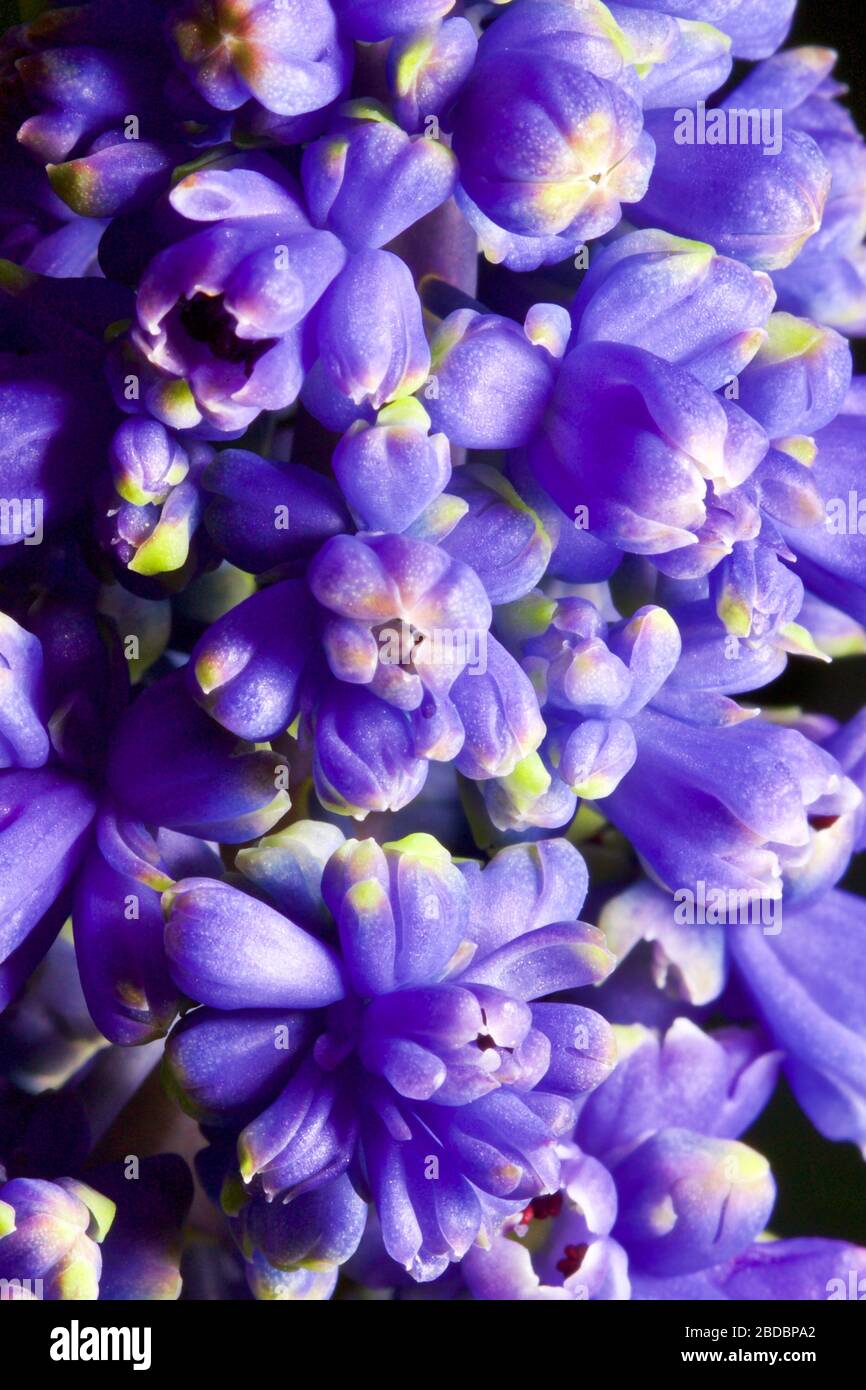 Grape Hyacinth - Muscari armeniacum Stock Photo - Alamy