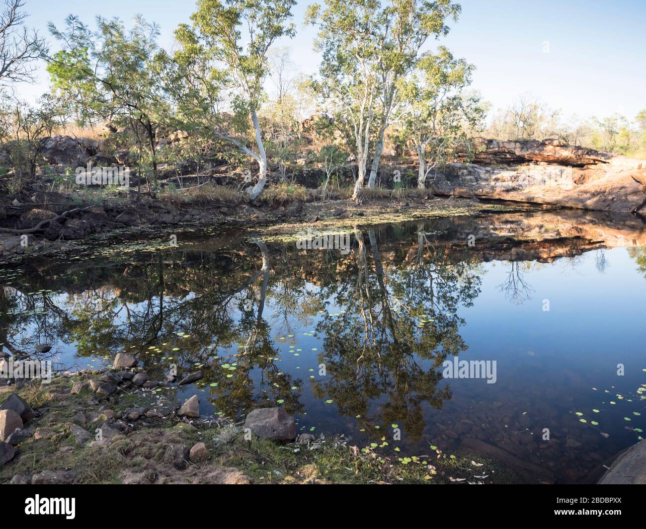 Trees and sky reflected in the still water of Donkey Pools waterhole ...