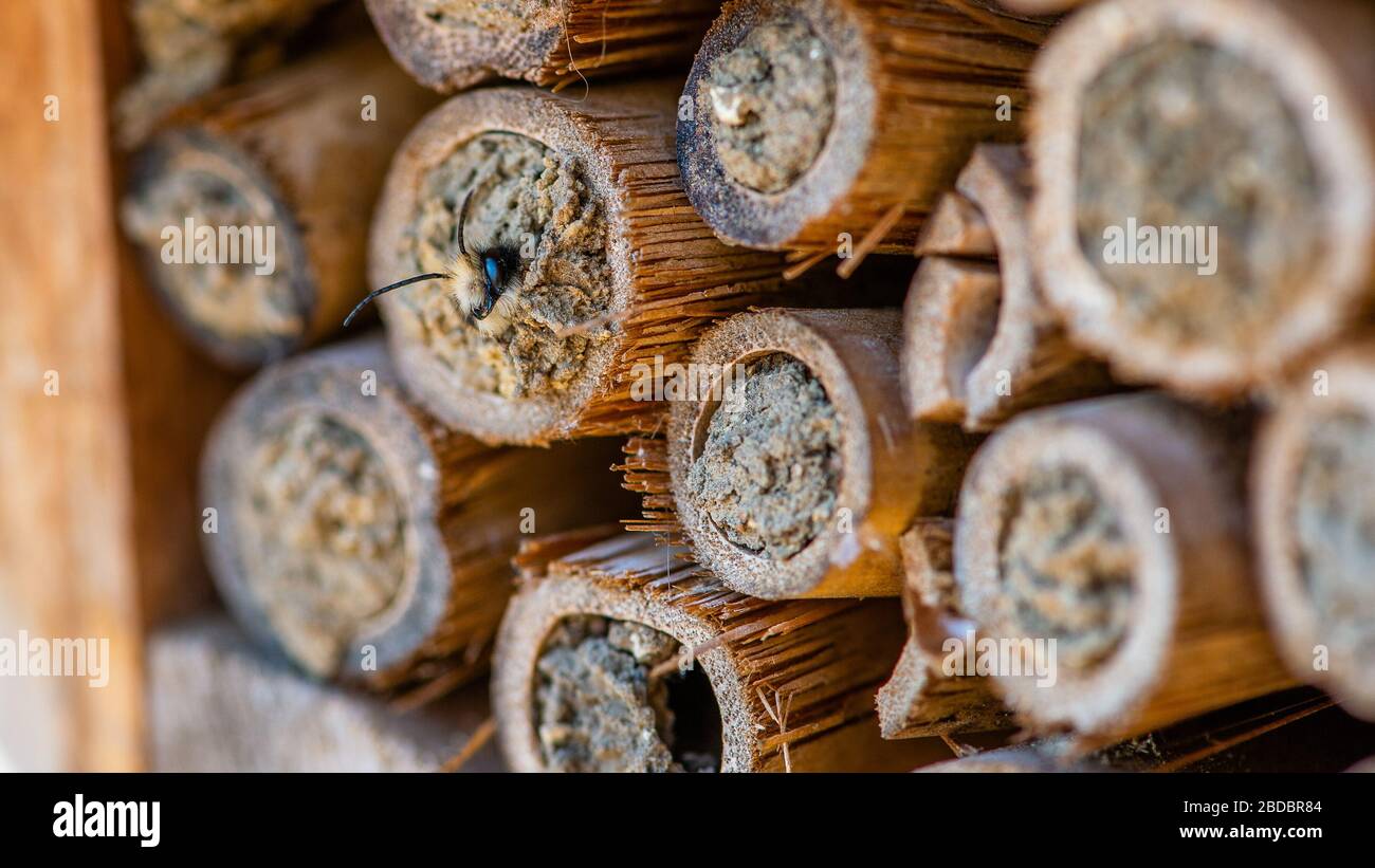 Mason Bees hatching in Spring after long Winter. Bee Hotel, bamboo ...