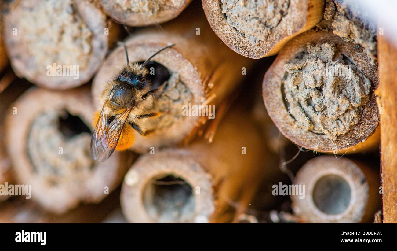 Masonry Bee High Resolution Stock Photography and Images - Alamy