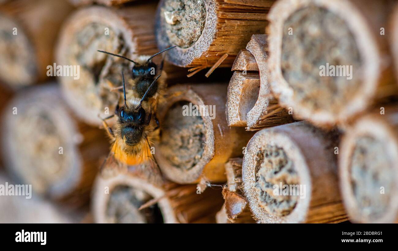 Mason Bees hatching in Spring after long Winter. Bee Hotel, bamboo ...