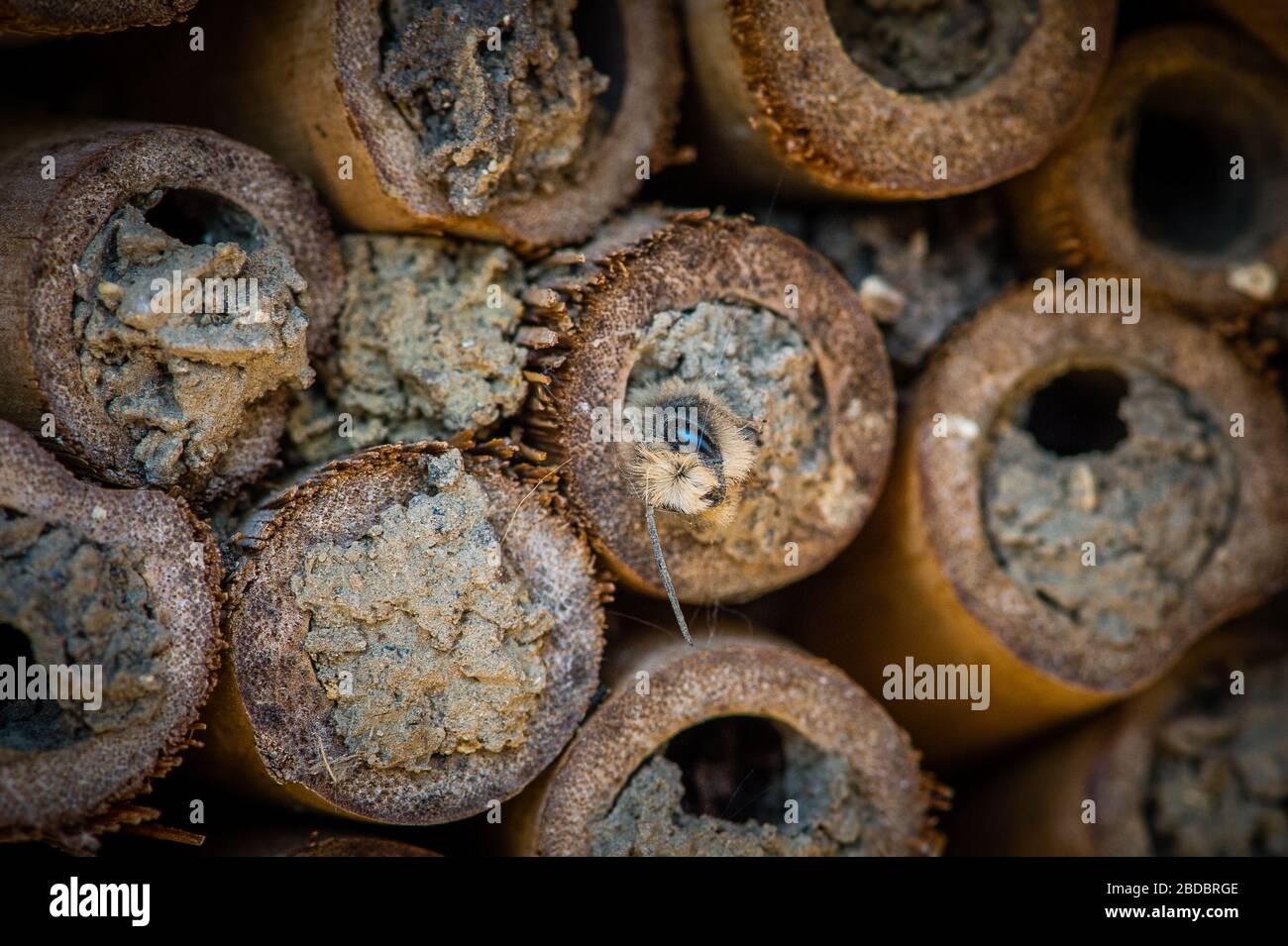 Masonry bee hi-res stock photography and images - Alamy